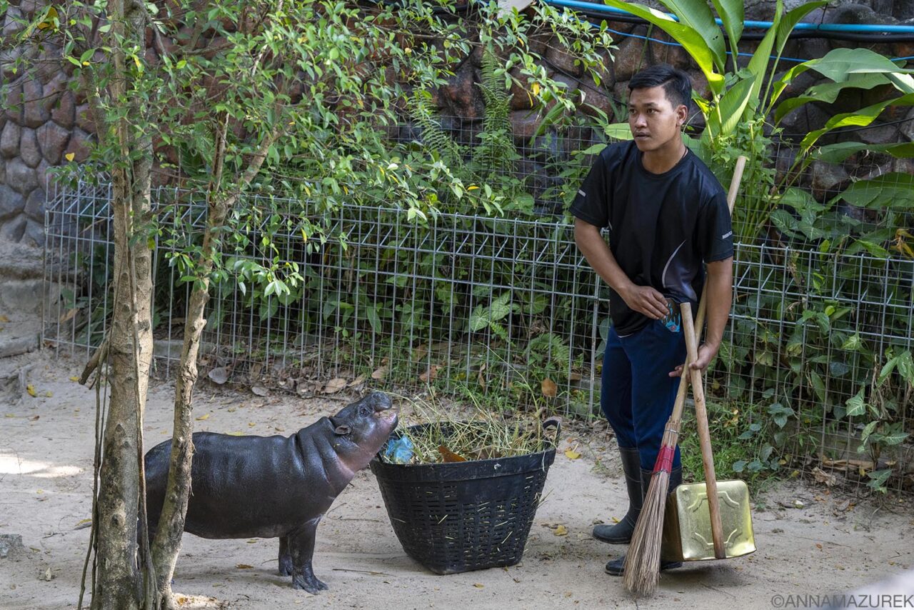 Moo Deng Photo Gallery - Travel Like Anna