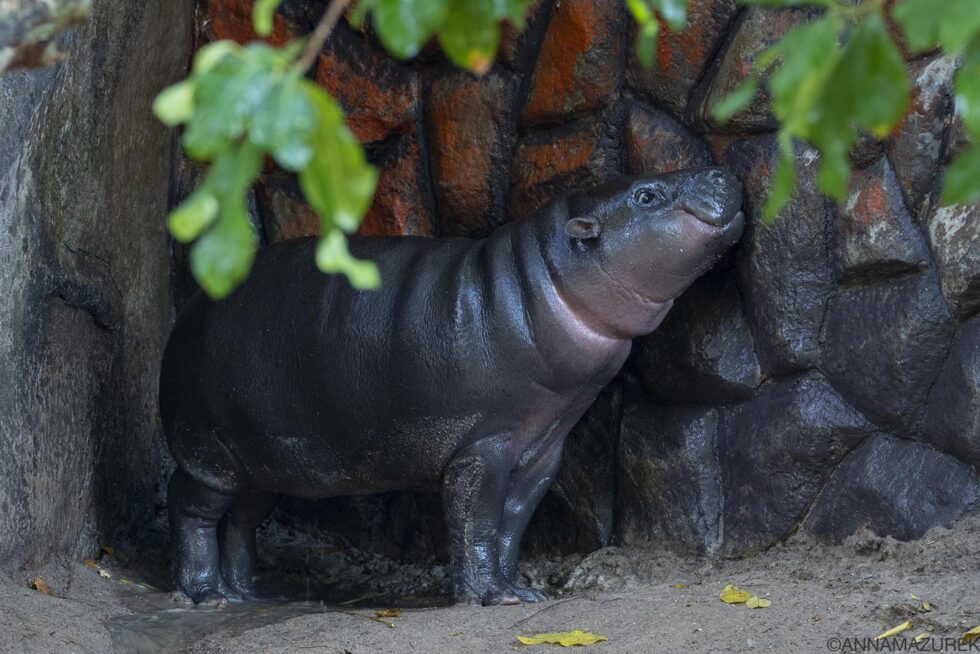 Moo Deng Photo Gallery - Travel Like Anna