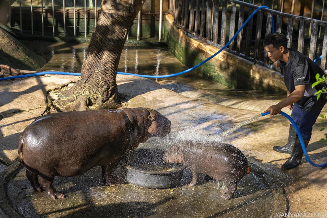 Moo Deng Photo Gallery - Travel Like Anna