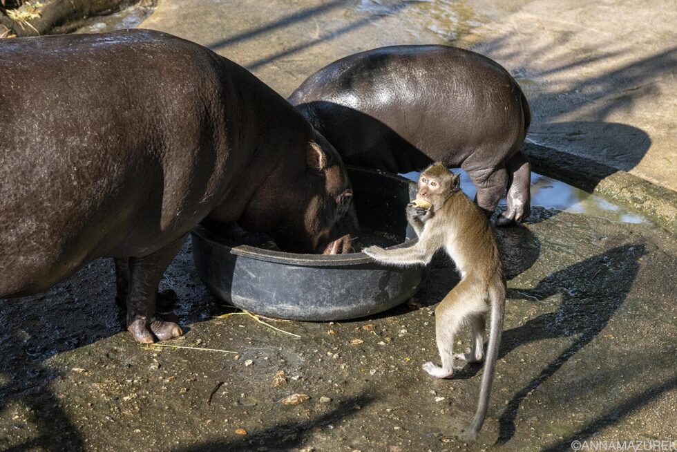 Moo Deng Photo Gallery - Travel Like Anna