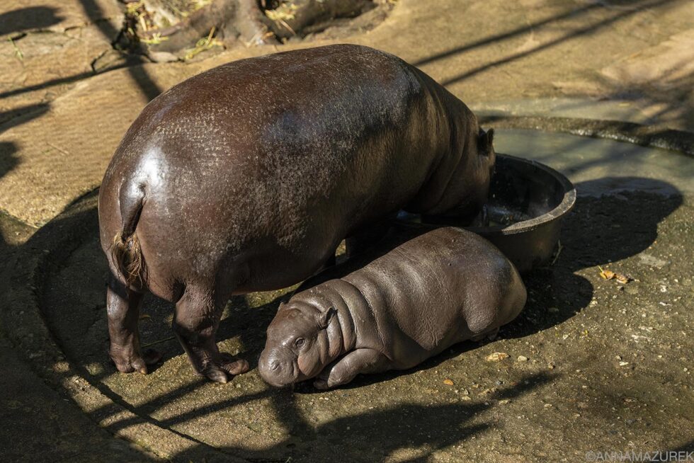 Moo Deng Photo Gallery - Travel Like Anna