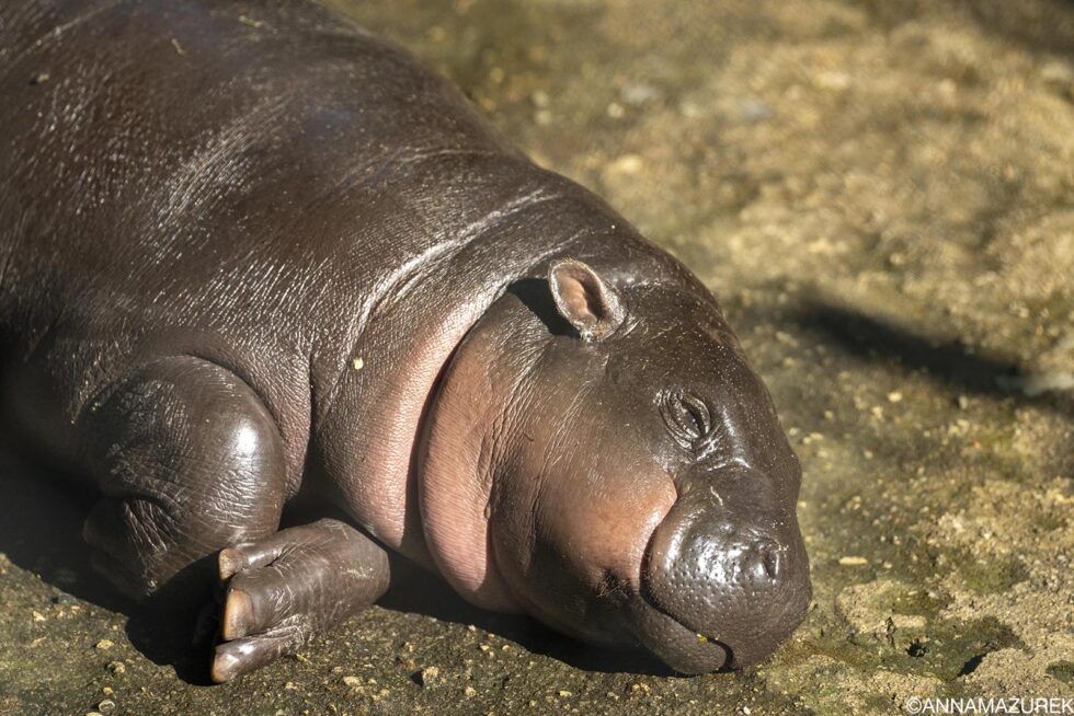 Moo Deng Photo Gallery - Travel Like Anna