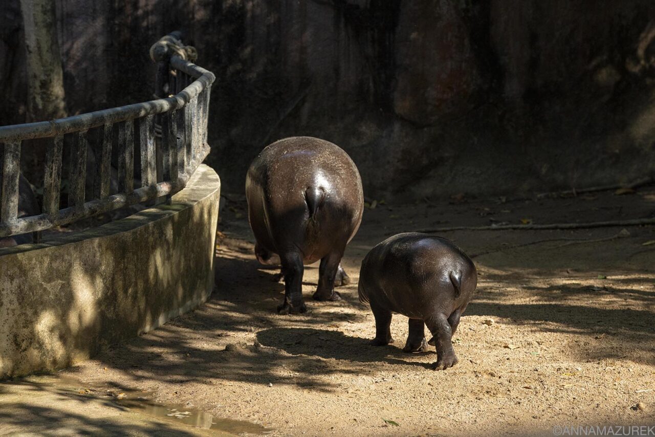 Moo Deng Photo Gallery - Travel Like Anna