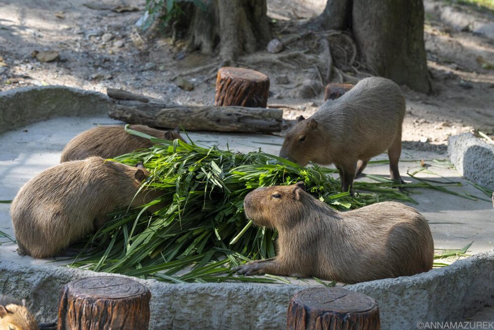 How to Visit Moo Deng from Bangkok Without a Car - Travel Like Anna